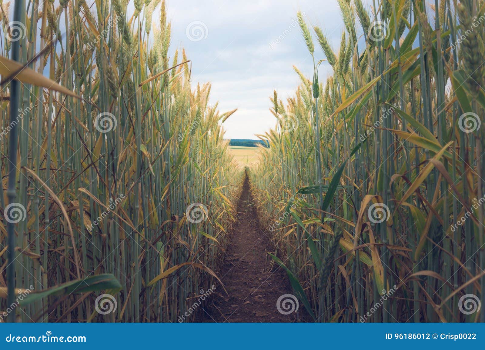 Path in the wheat stock photo. Image of countryside, country - 96186012