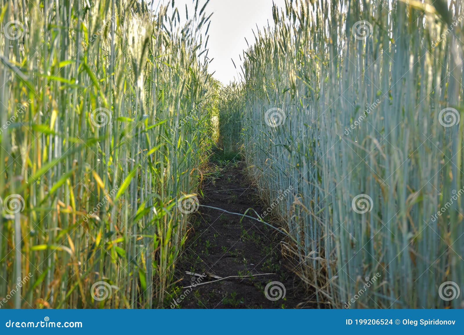 A Path in a Wheat Field, a Path in Agricultural Field Stock Photo ...