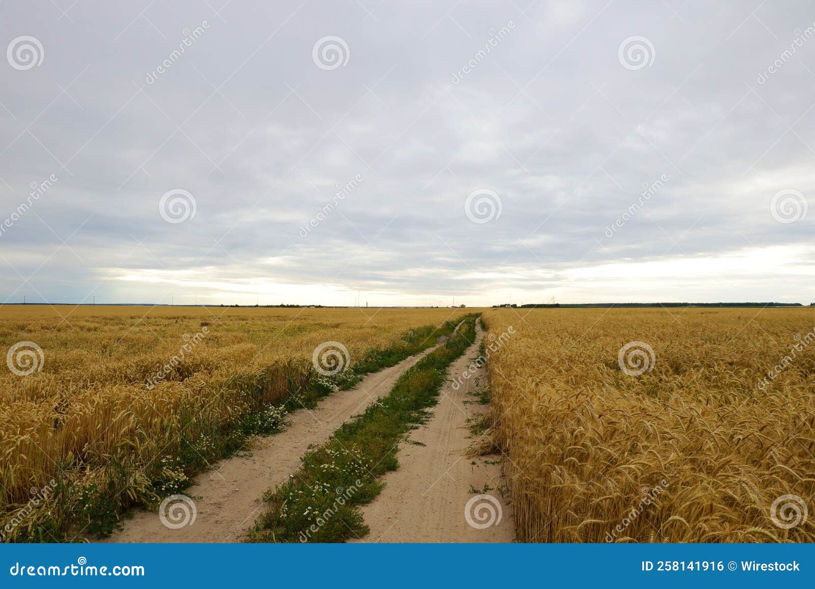 Path through the Wheat Field. Beautiful Rural Landscape Stock Photo ...