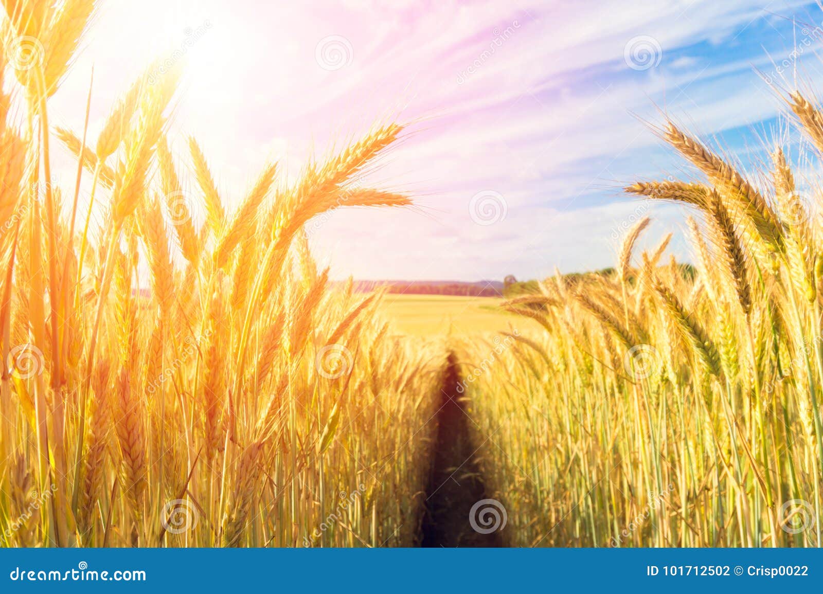 Path in the wheat stock photo. Image of field, outdoor - 101712502