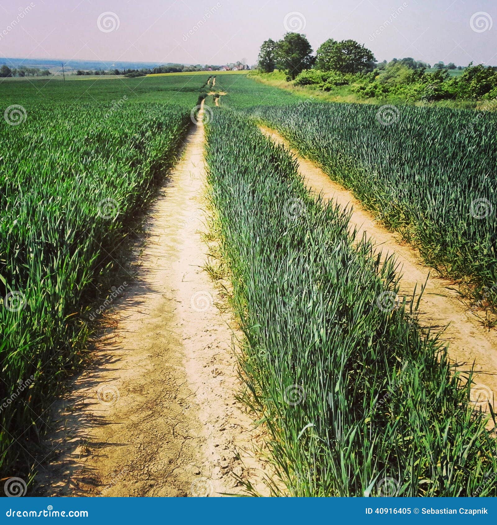 Path in wheat field stock image. Image of long, wheat - 40916405