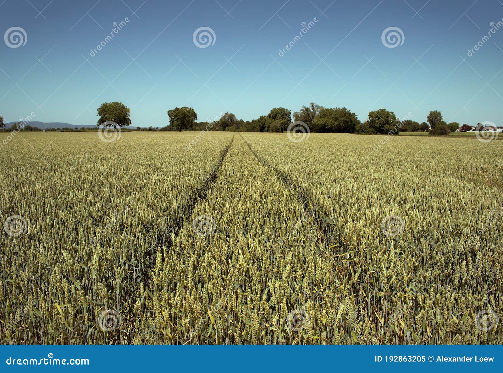Path through wheat field stock image. Image of flora - 192863205