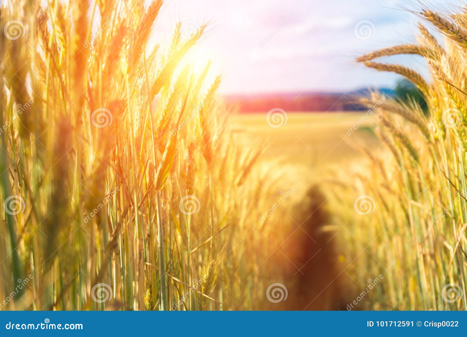 Path in the wheat stock image. Image of plant, countryside - 101712591