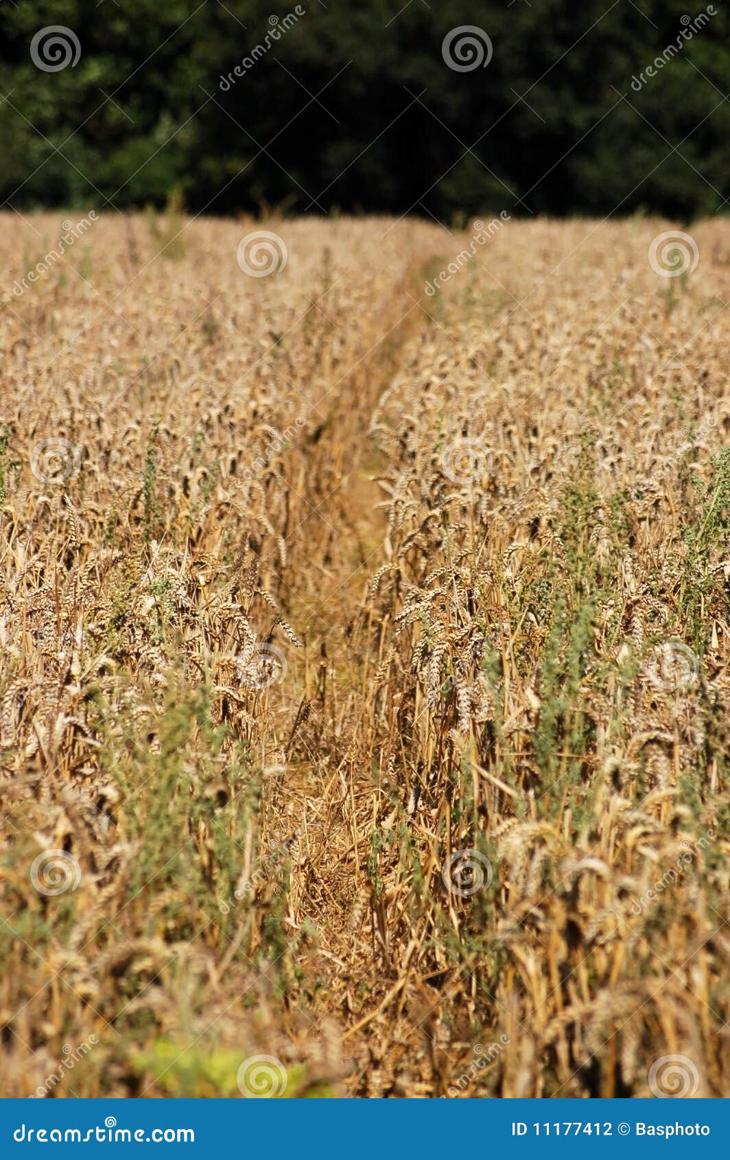 Path through wheatfield stock photo. Image of farm, farming - 11177412