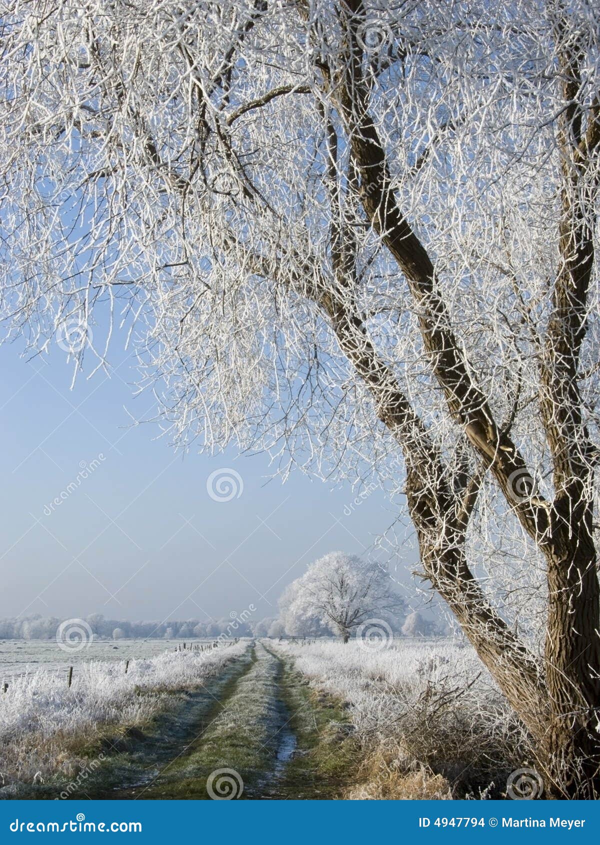 Path with white trees stock photo. Image of idyllic, sunlight - 4947794