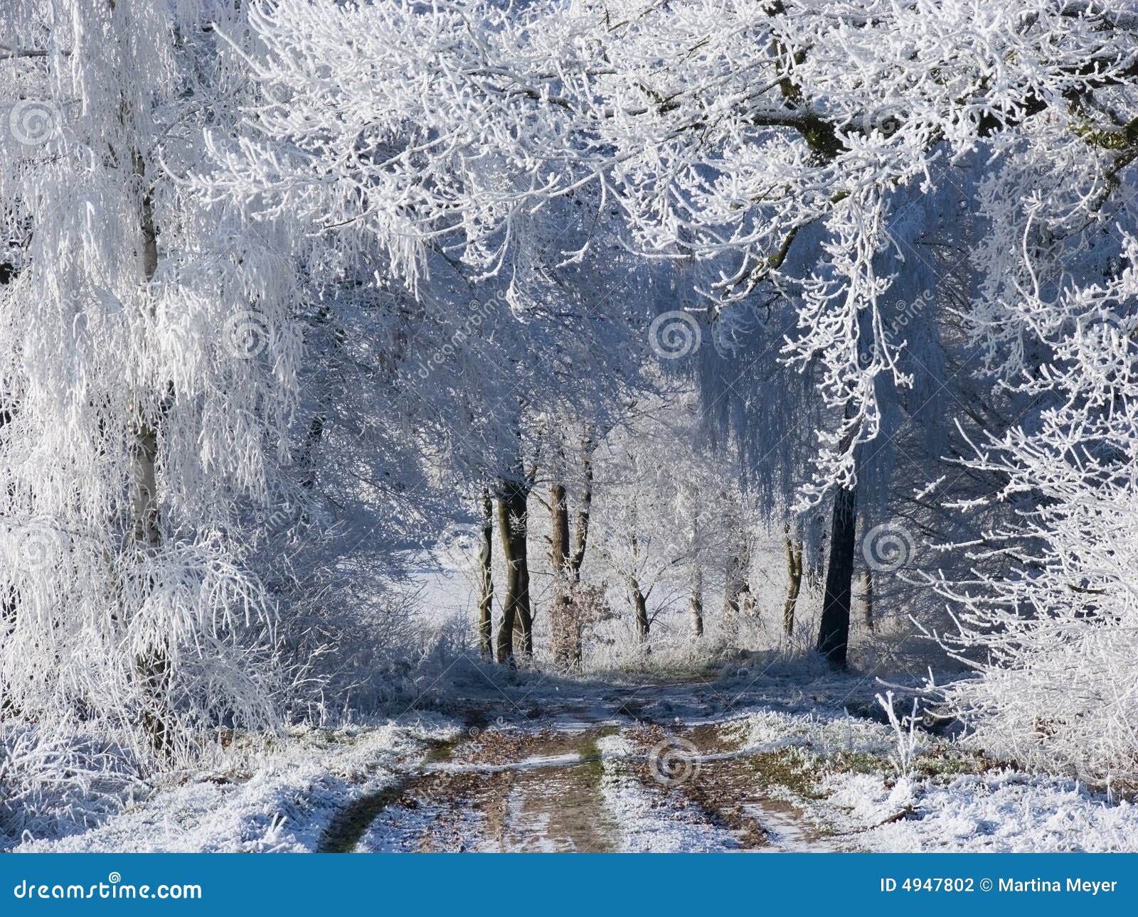 Path with white trees stock photo. Image of travel, plant - 4947802