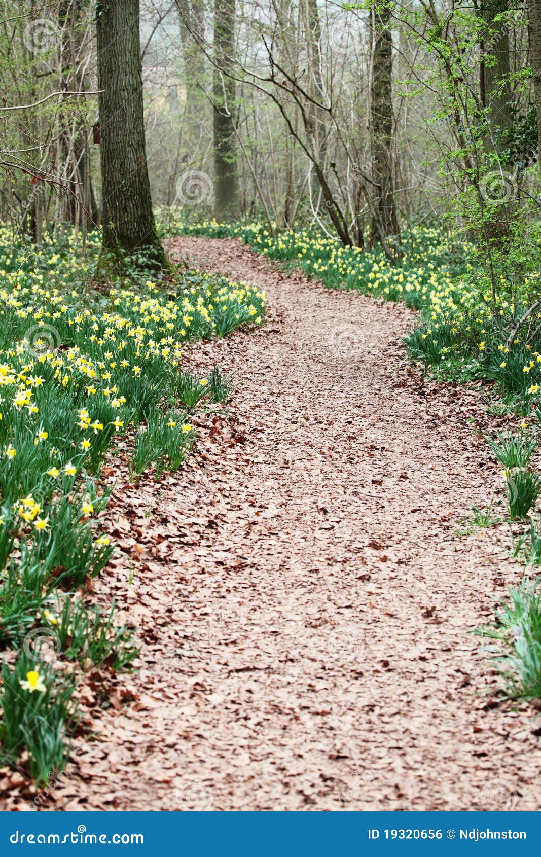 Path through Wild Daffodils Stock Photo - Image of curve, forrest: 19320656