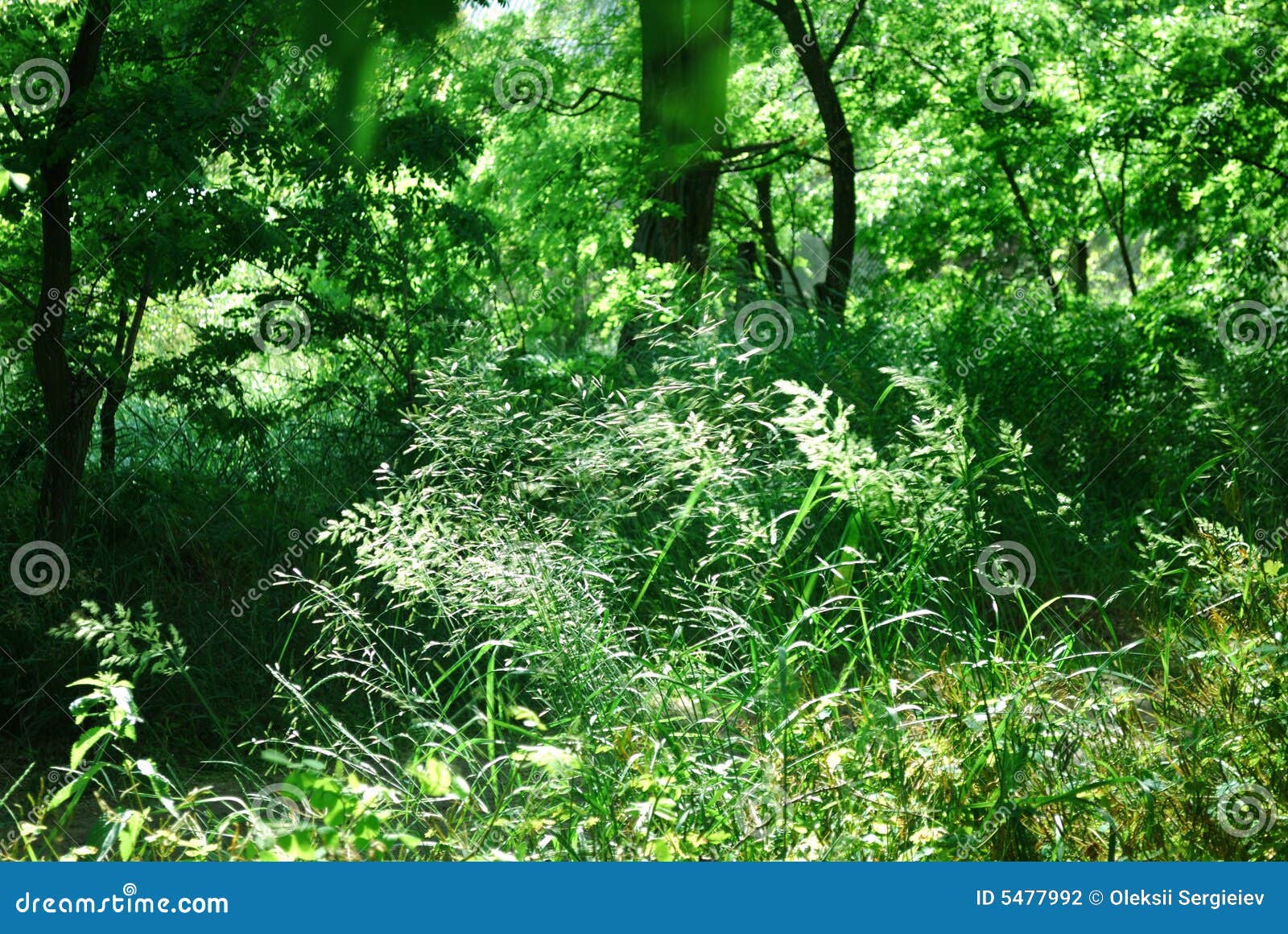 Path through wild forest stock photo. Image of clear, environment - 5477992