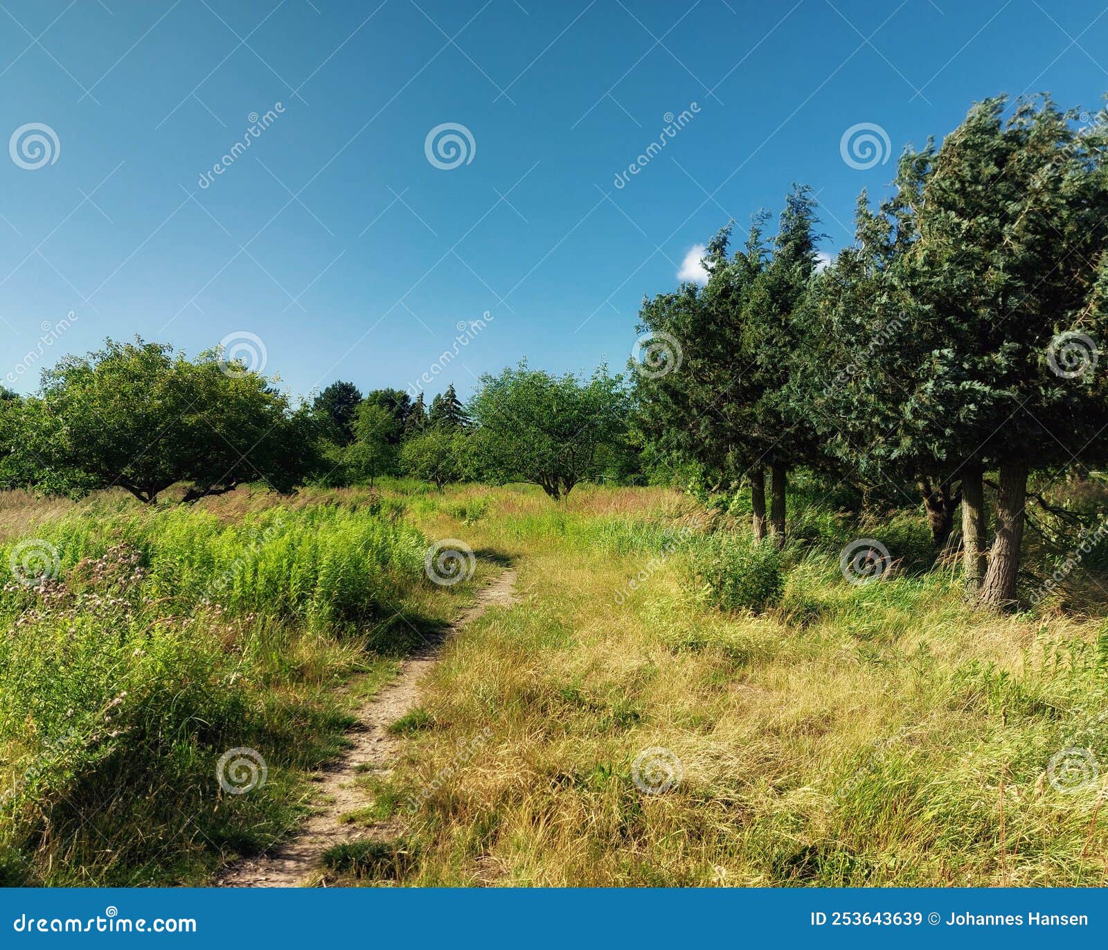 Path through a Wild Orchard in Summer Stock Image - Image of color ...