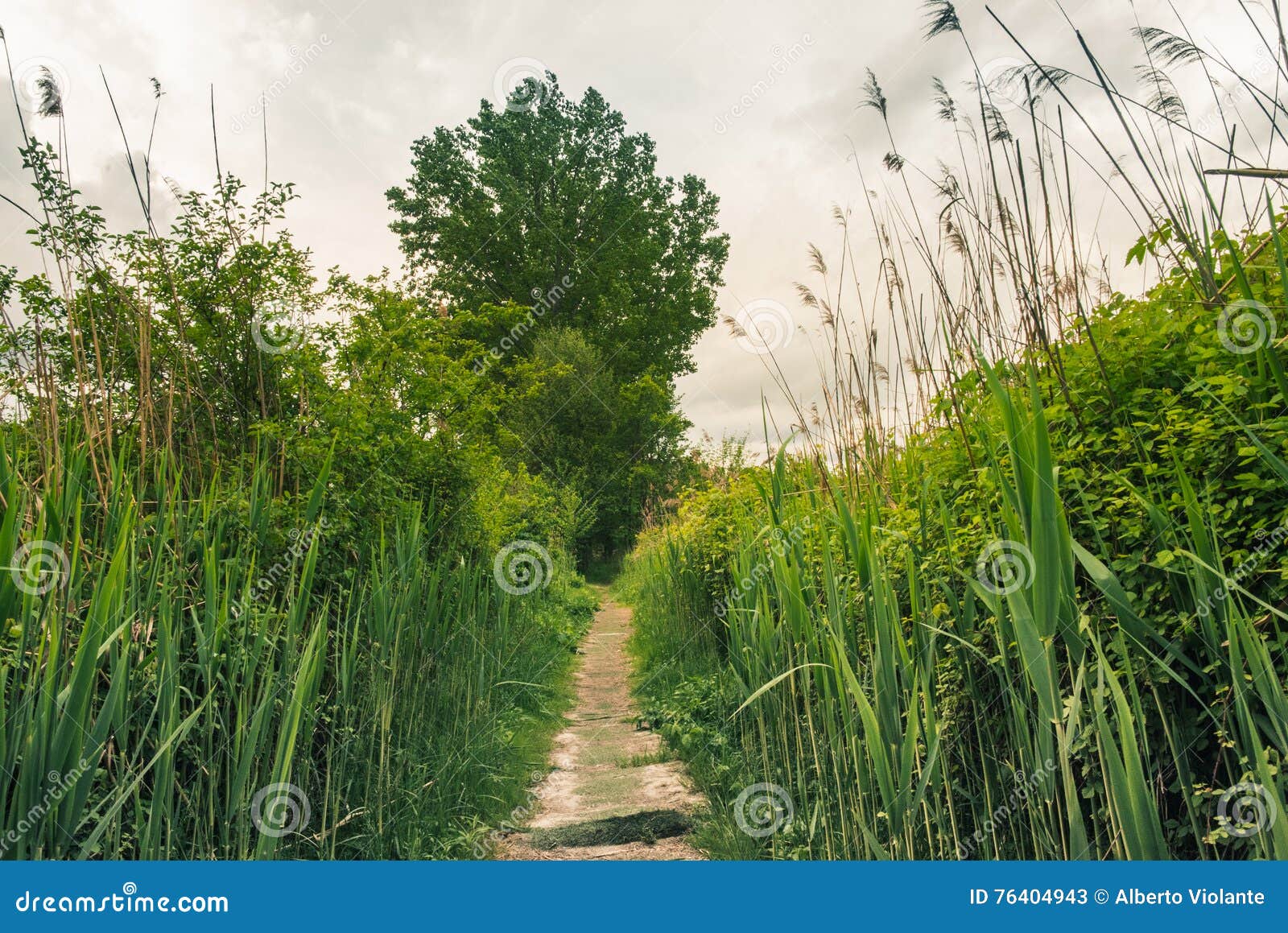 Path in the Wild Vegetation Stock Image - Image of lush, rural: 76404943