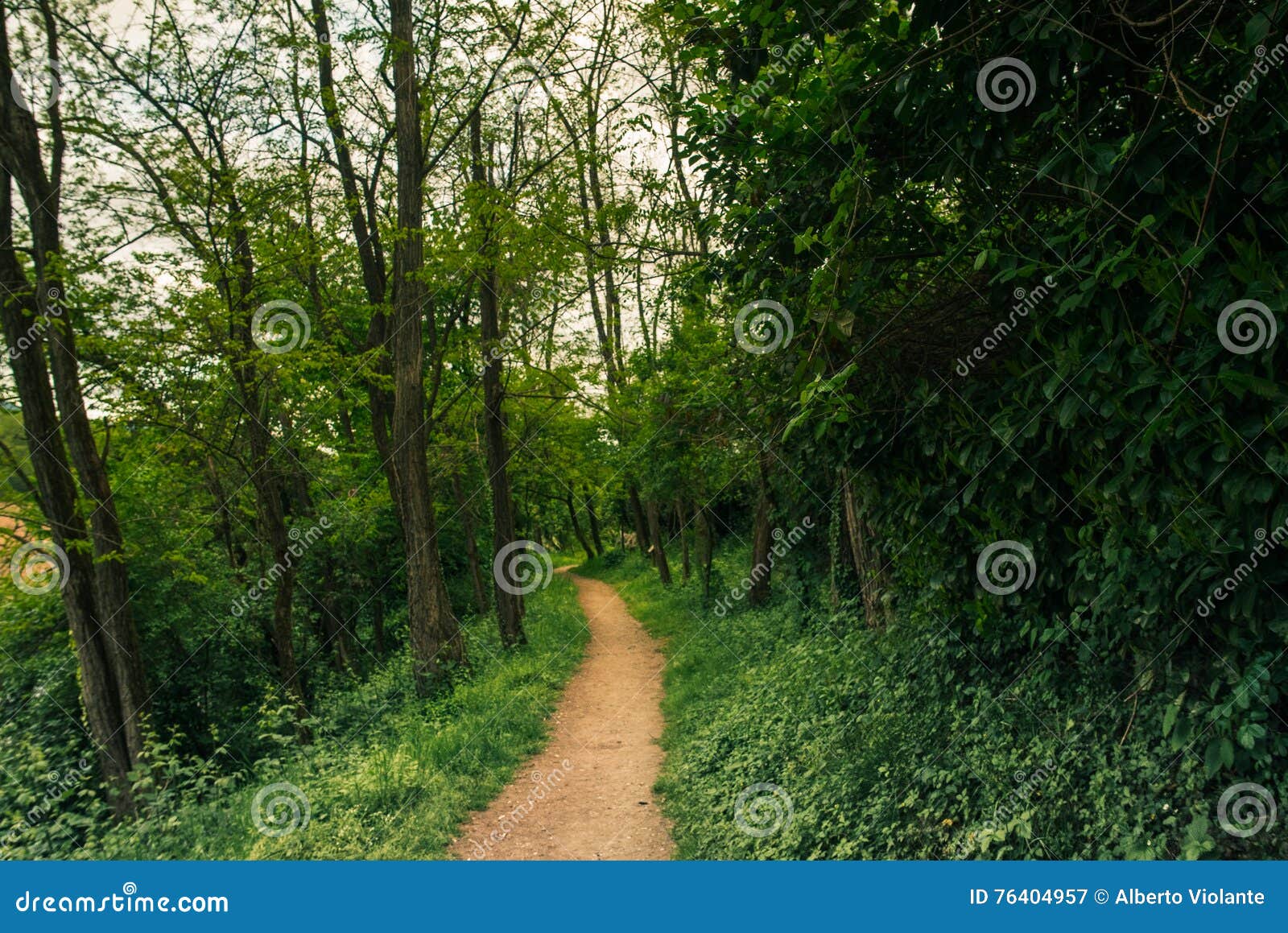 Path in the Wild Vegetation Stock Image - Image of nature, park: 76404957