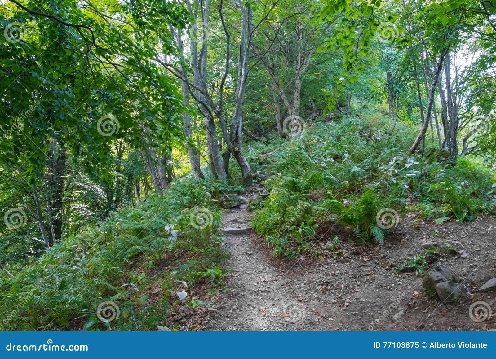 Path in the wild woods stock image. Image of leaf, natural - 77103875