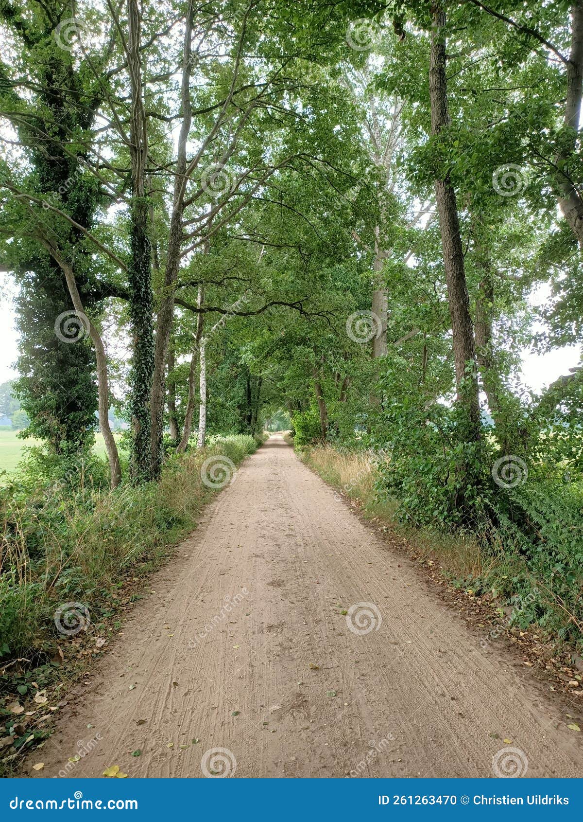 Path in wilderness stock photo. Image of road, path - 261263470