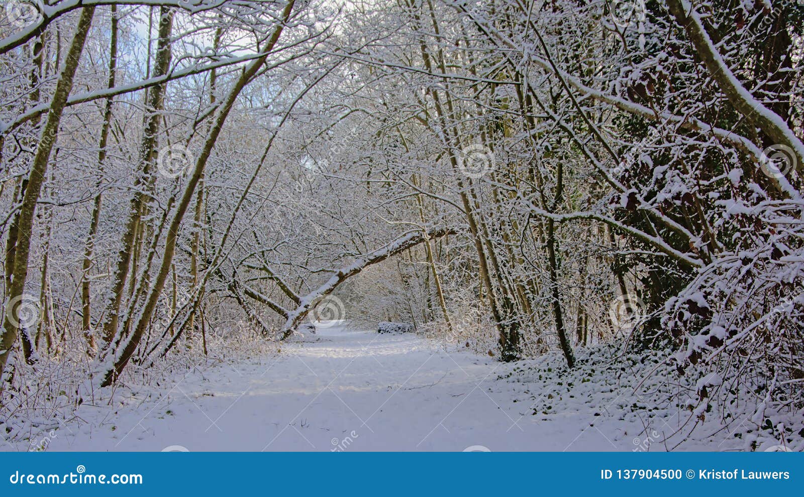 Path through Wilderness of Bare Winter Trees and Shrubs, Covered in ...