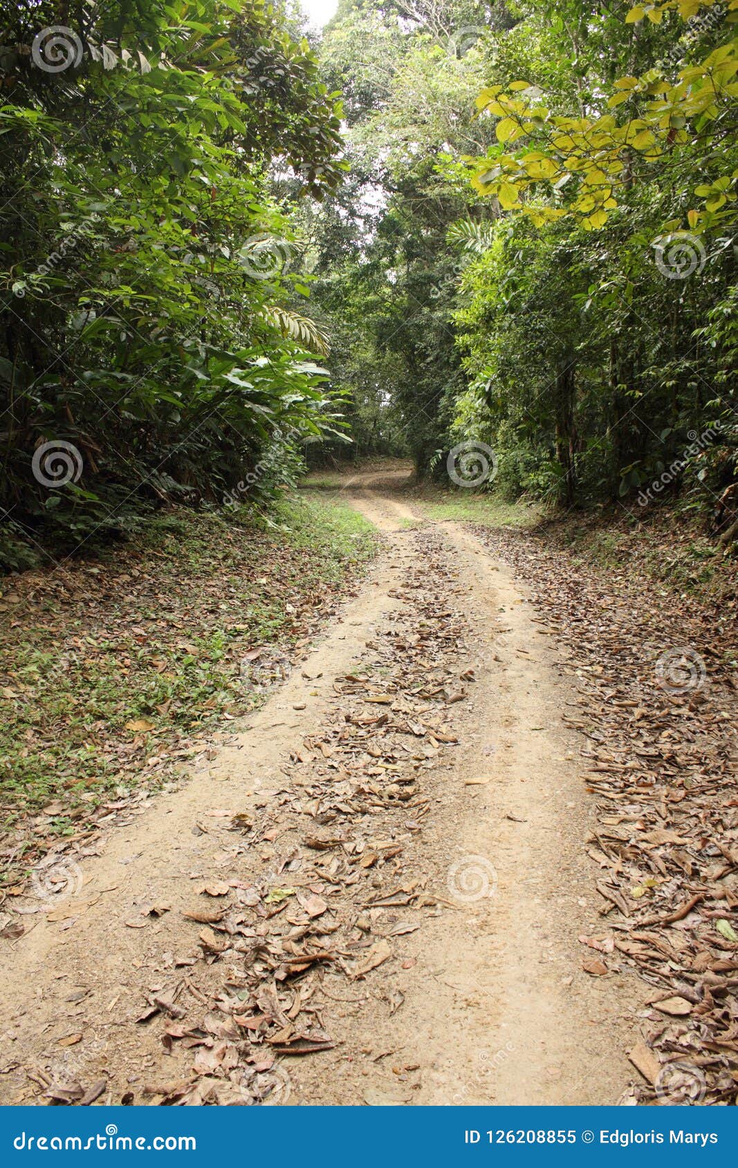 Path through the Wilderness Stock Image - Image of landscape, scenic ...