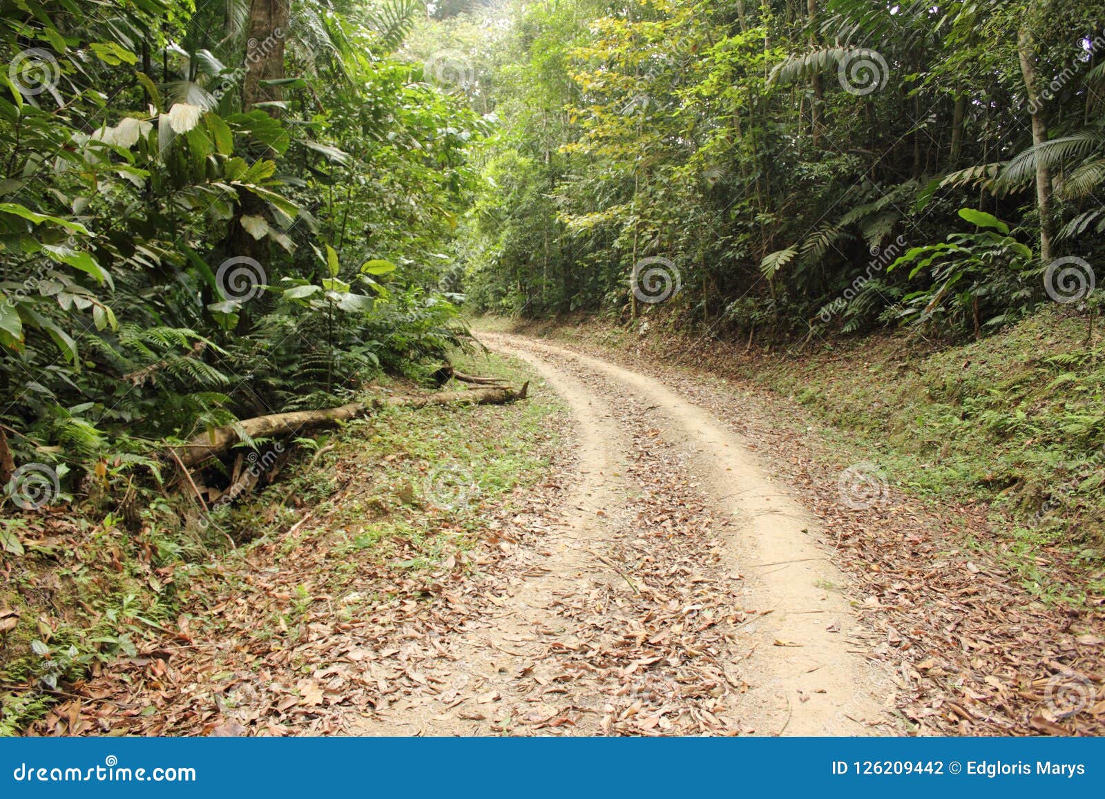 Path through the Wilderness Stock Photo - Image of tree, environment ...