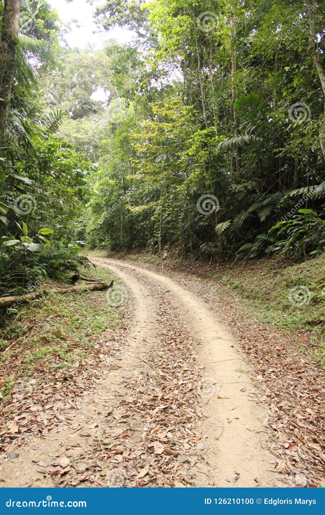 Path through the Wilderness Stock Photo - Image of yellow, season ...