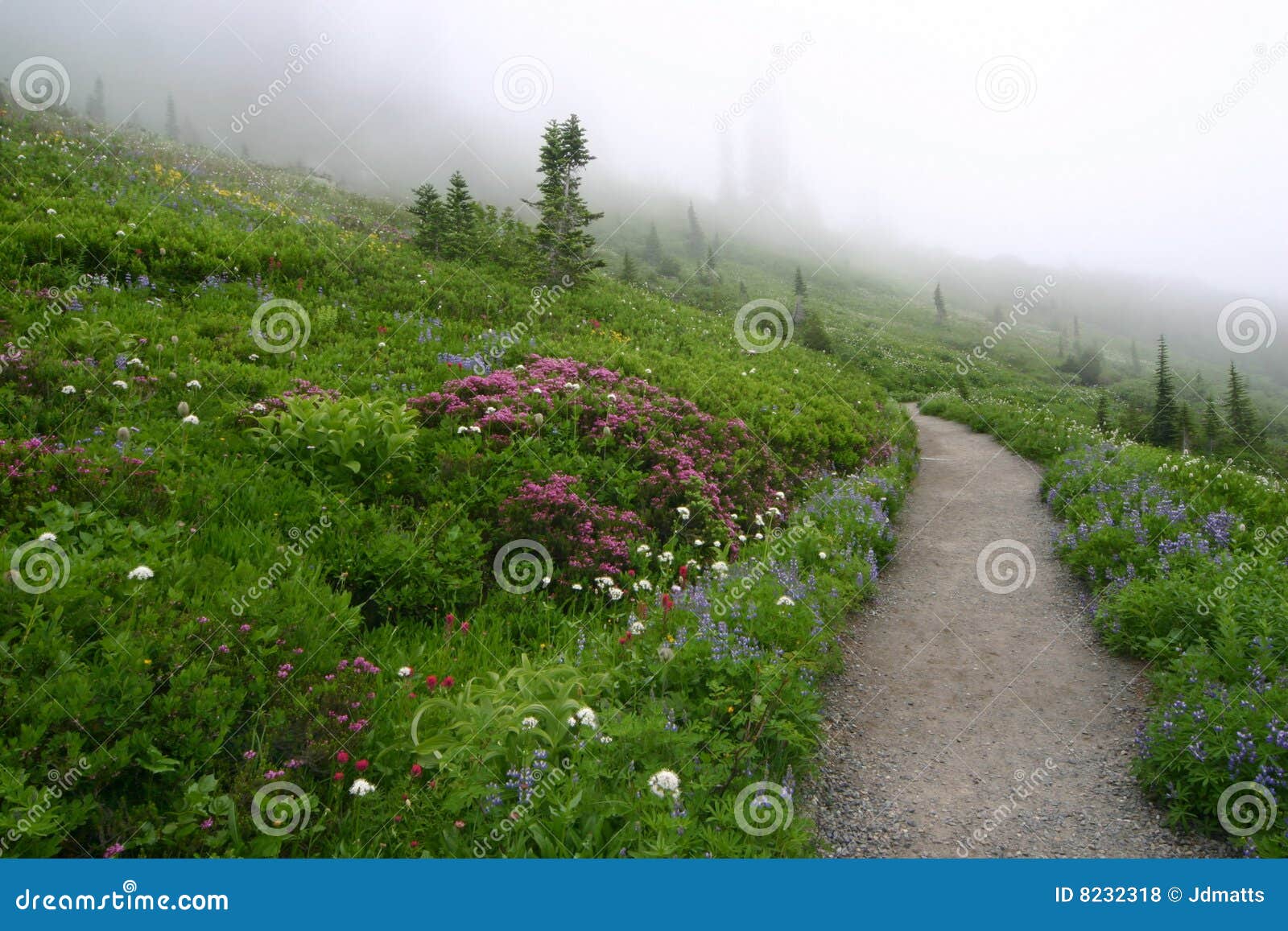 Path through the Wildflowers Stock Photo - Image of walk, field: 8232318