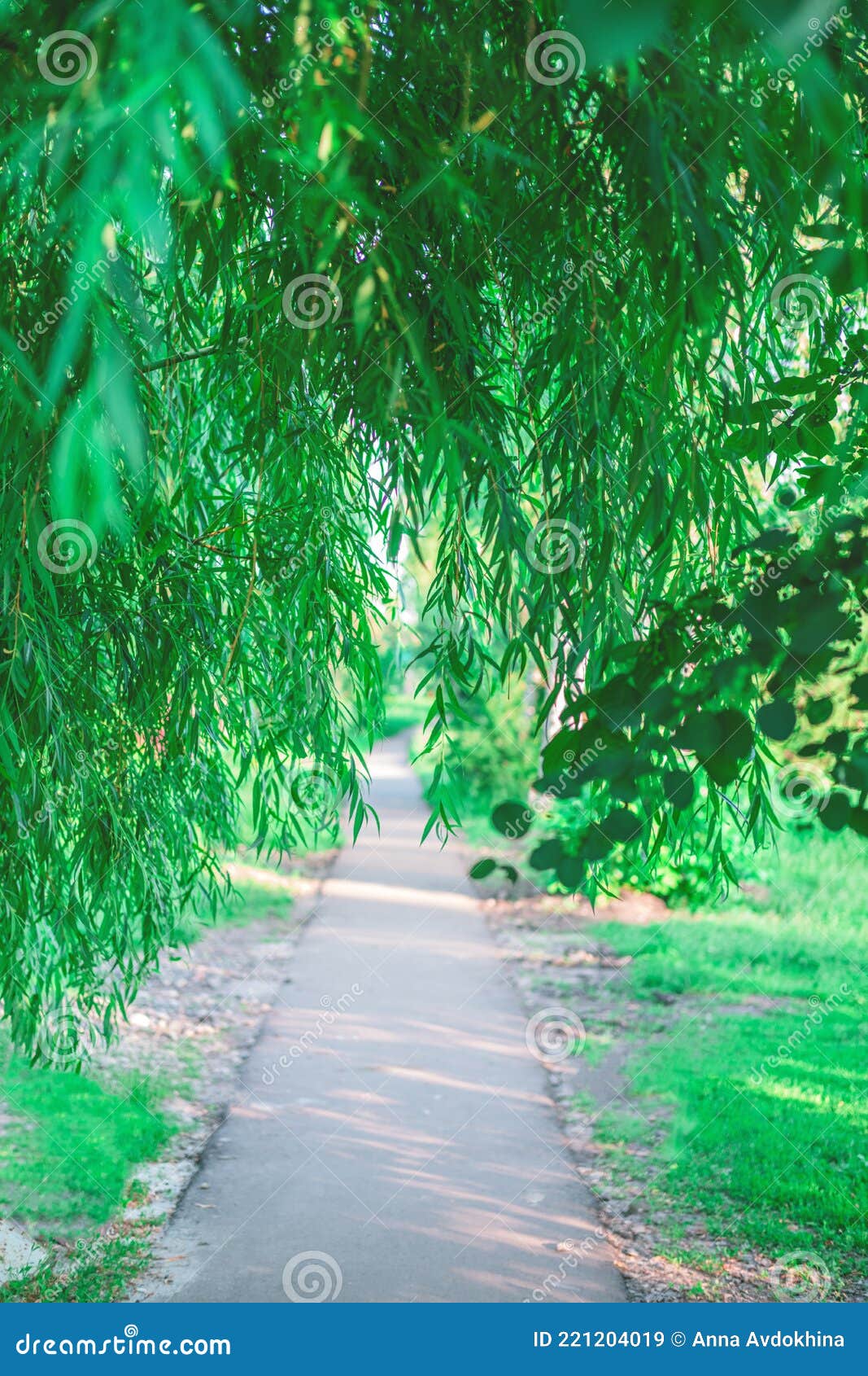 The Path through the Willow Leaves in the Park,the Concept of the New ...