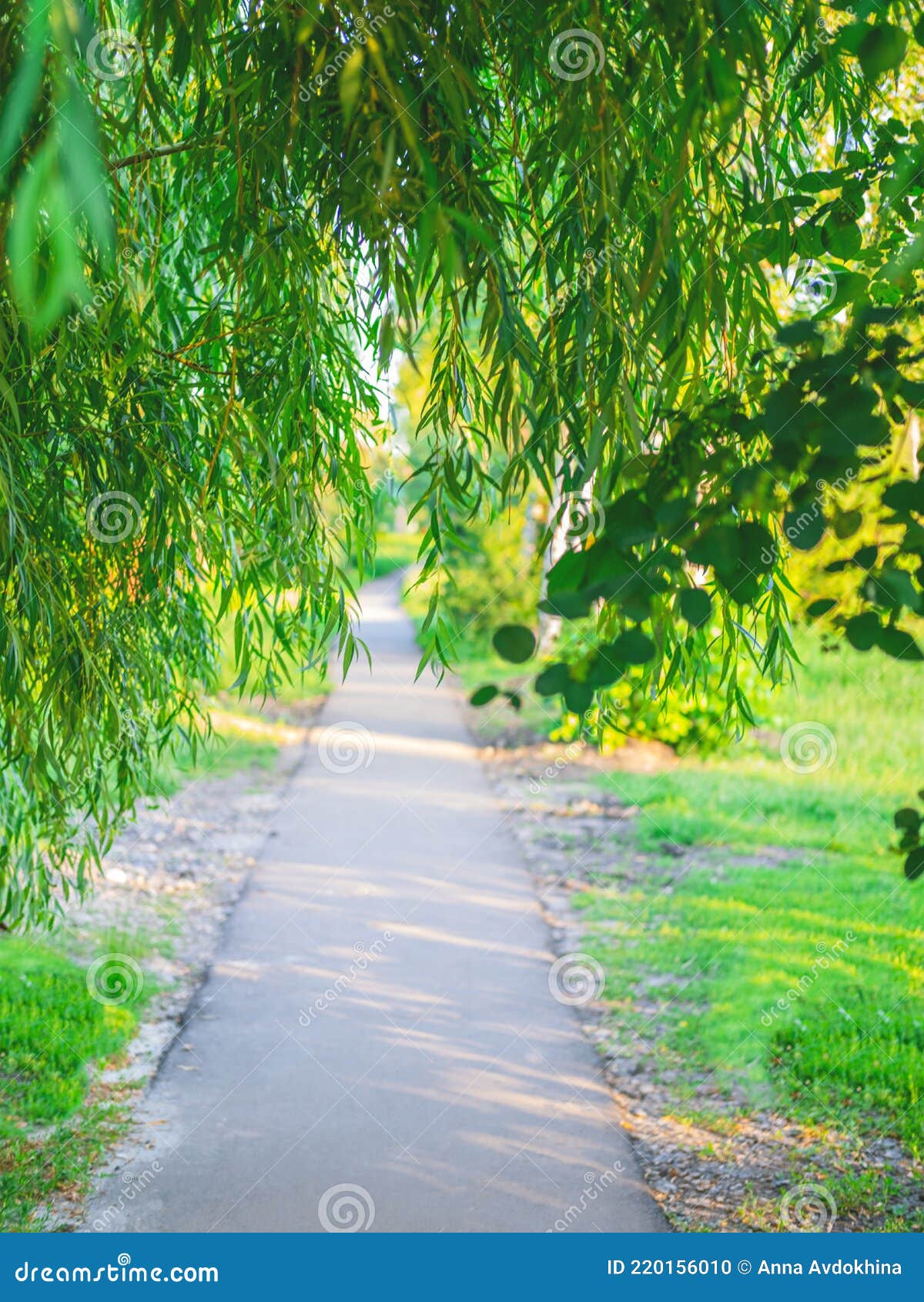 The Path through the Willow Leaves. the Concept of the New Beginning ...