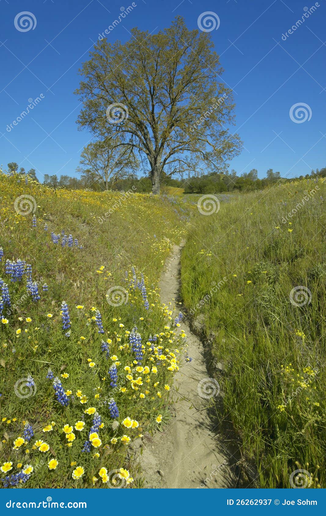 A Path Winding Past a Lone Tree Stock Image - Image of bakersfield ...