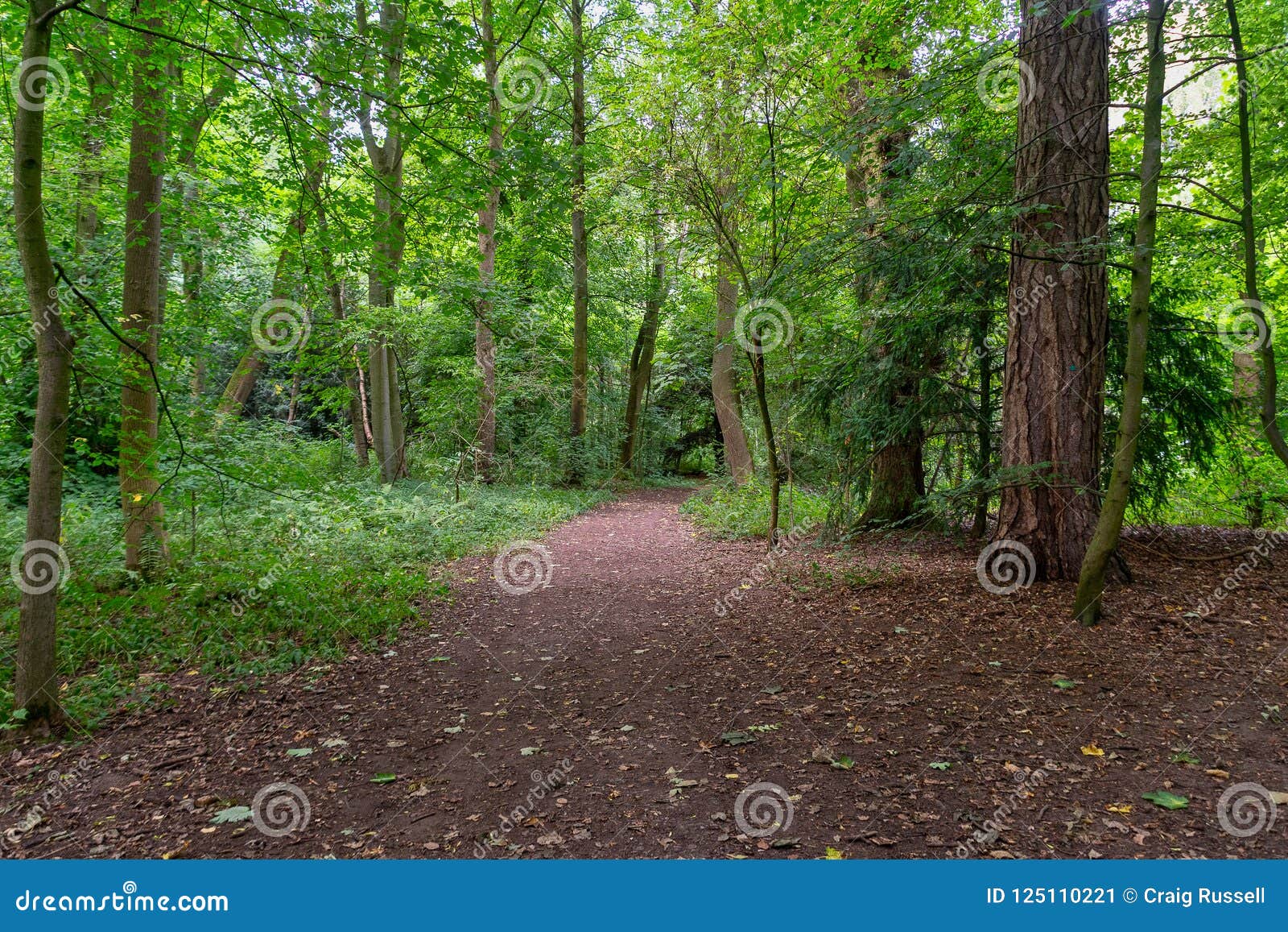 Path Winding through a Forest Stock Image - Image of lane, outdoor ...