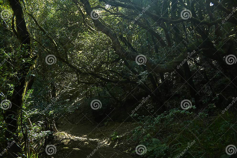 Path Winds through a Dense, Green Forest Under a Canopy of Trees ...