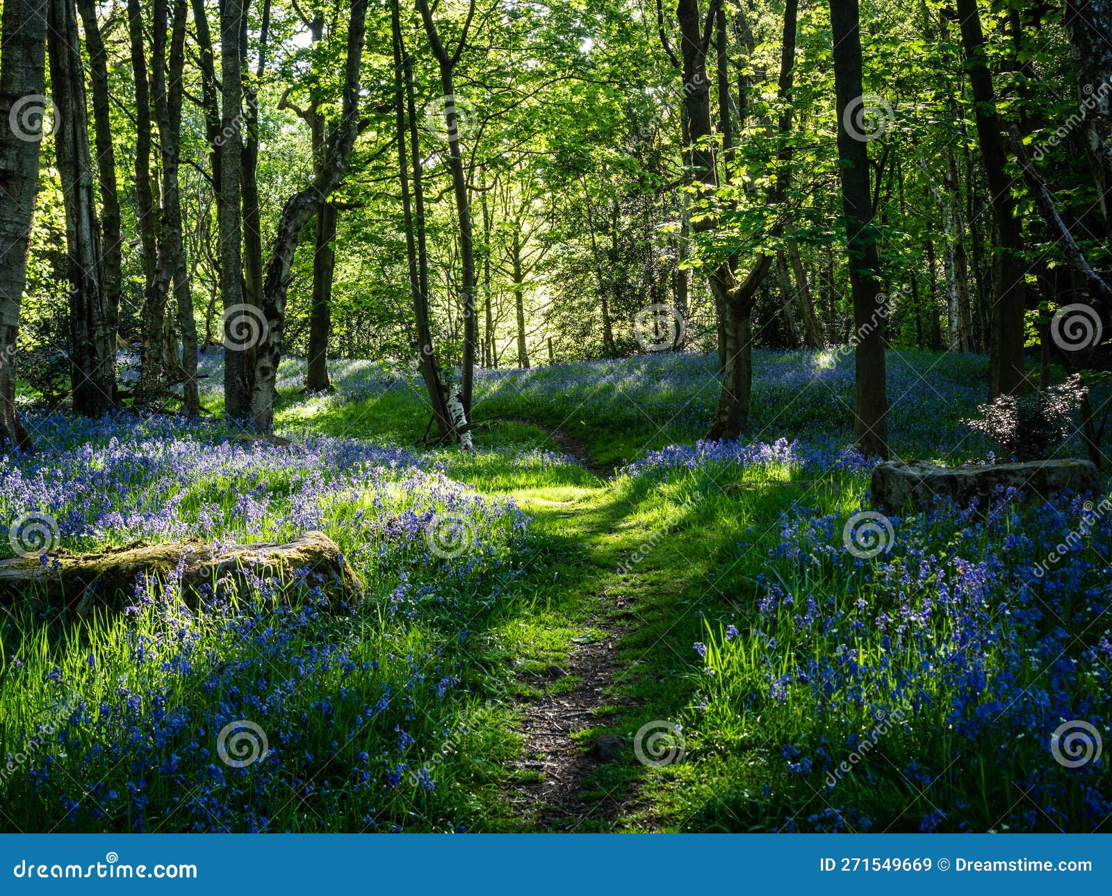 A Forest Path Winds through a Forest of Bluebells Stock Image - Image ...