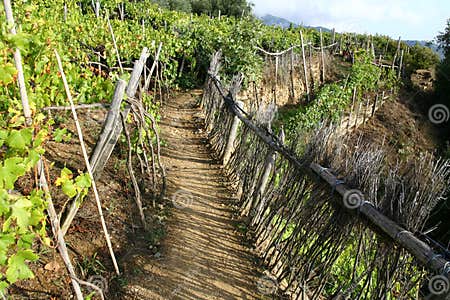 Vineyard path stock image. Image of countryside, growing - 29781557