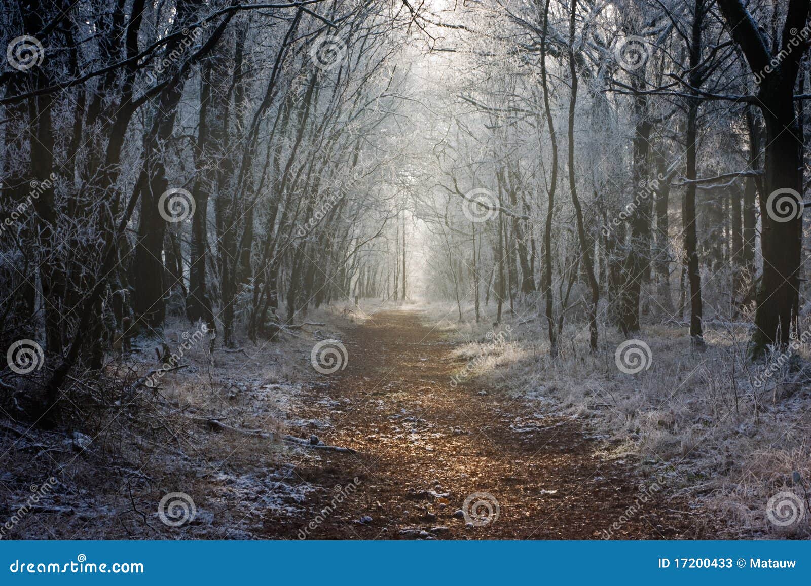 Path in winter forest stock image. Image of tunnel, snow - 17200433