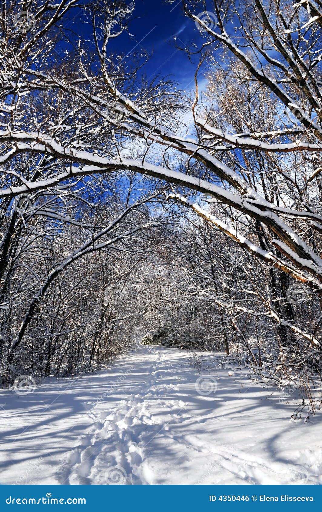 Path in winter forest stock photo. Image of january, forest - 4350446