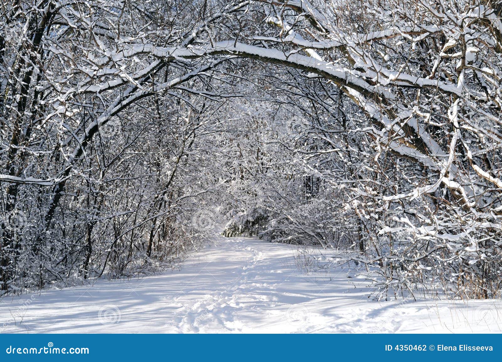 Path in winter forest stock photo. Image of passage, january - 4350462