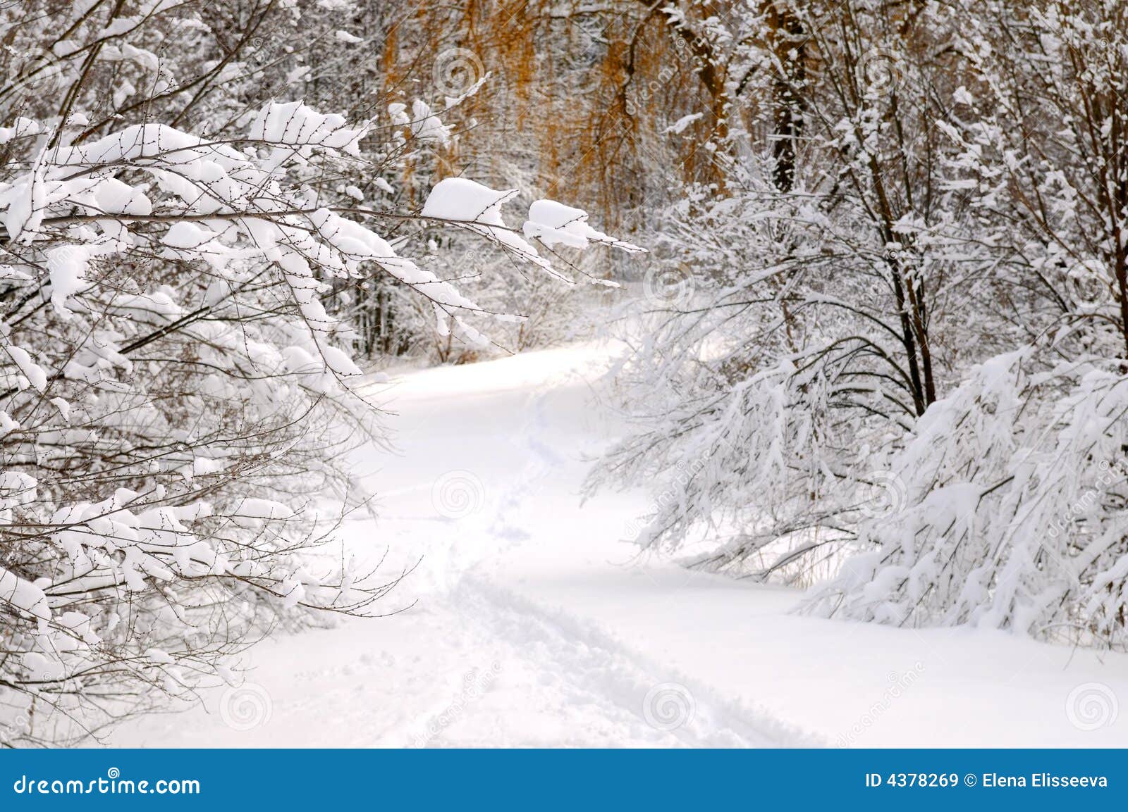 Path in winter forest stock image. Image of path, park - 4378269