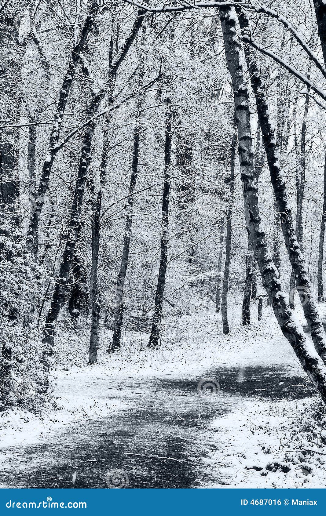 Path in winter forest stock photo. Image of scenery, forest - 4687016