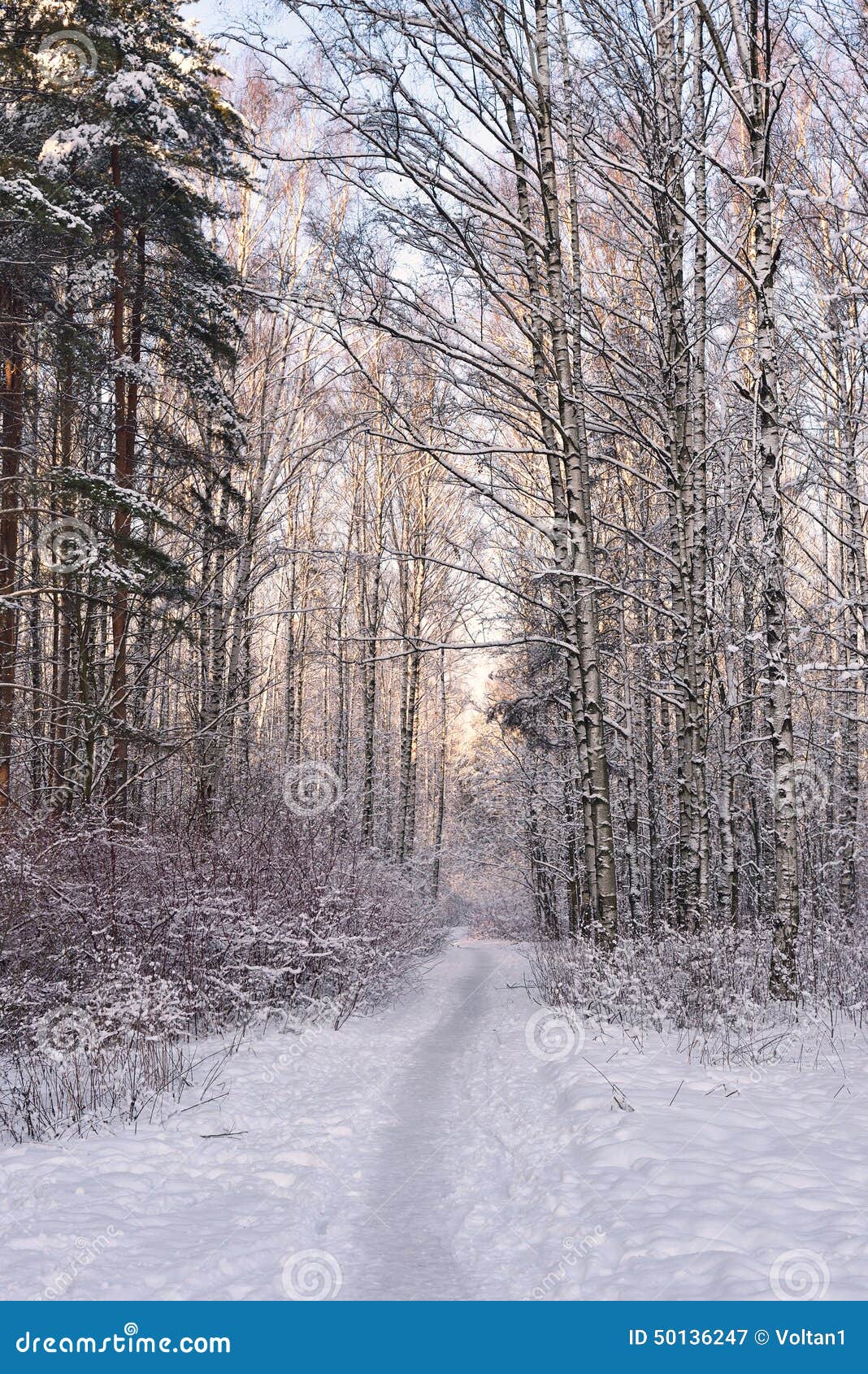 Path in winter forest stock image. Image of flurry, weather - 50136247