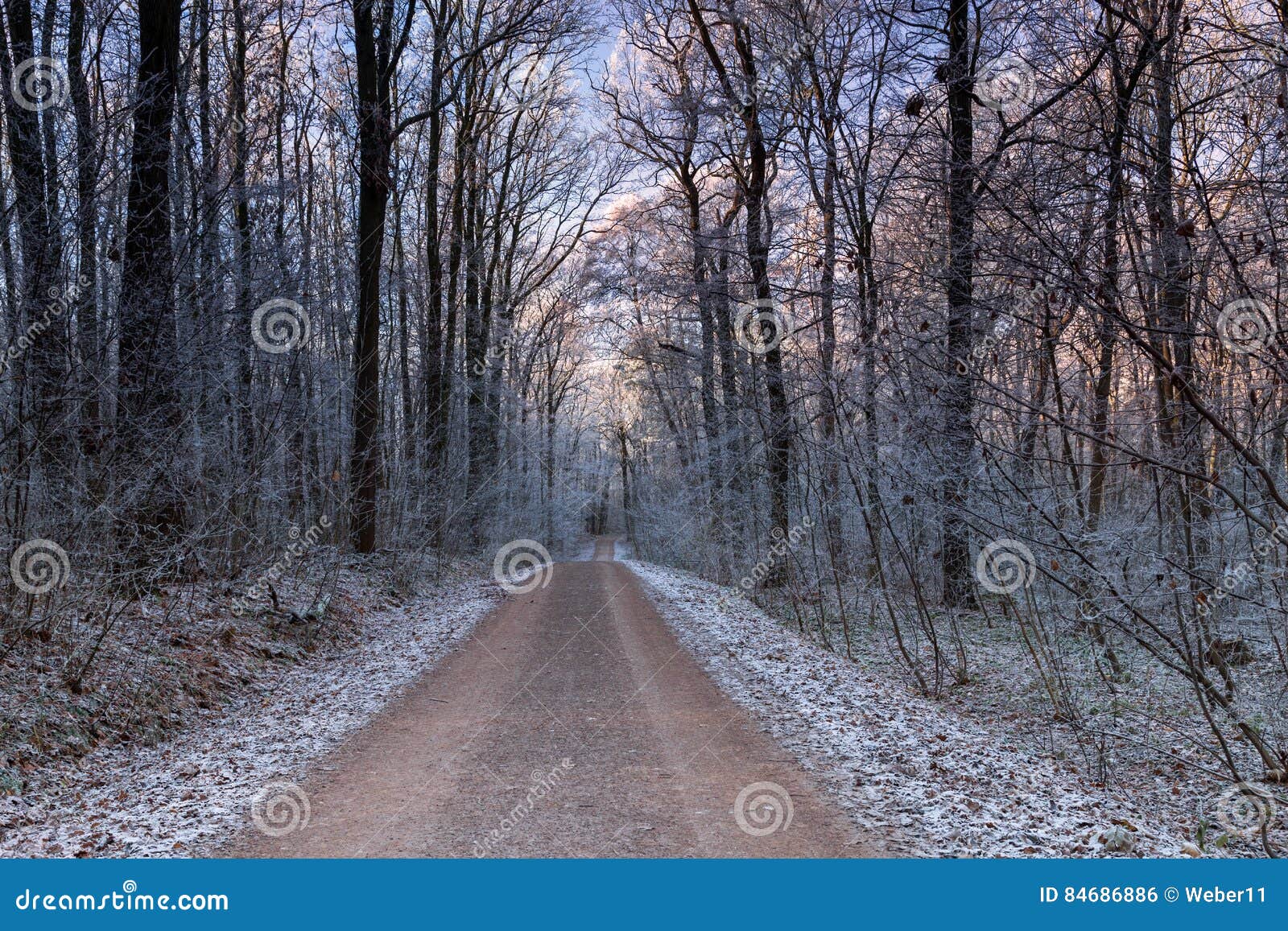 Path in winter forest stock photo. Image of family, frozen - 84686886