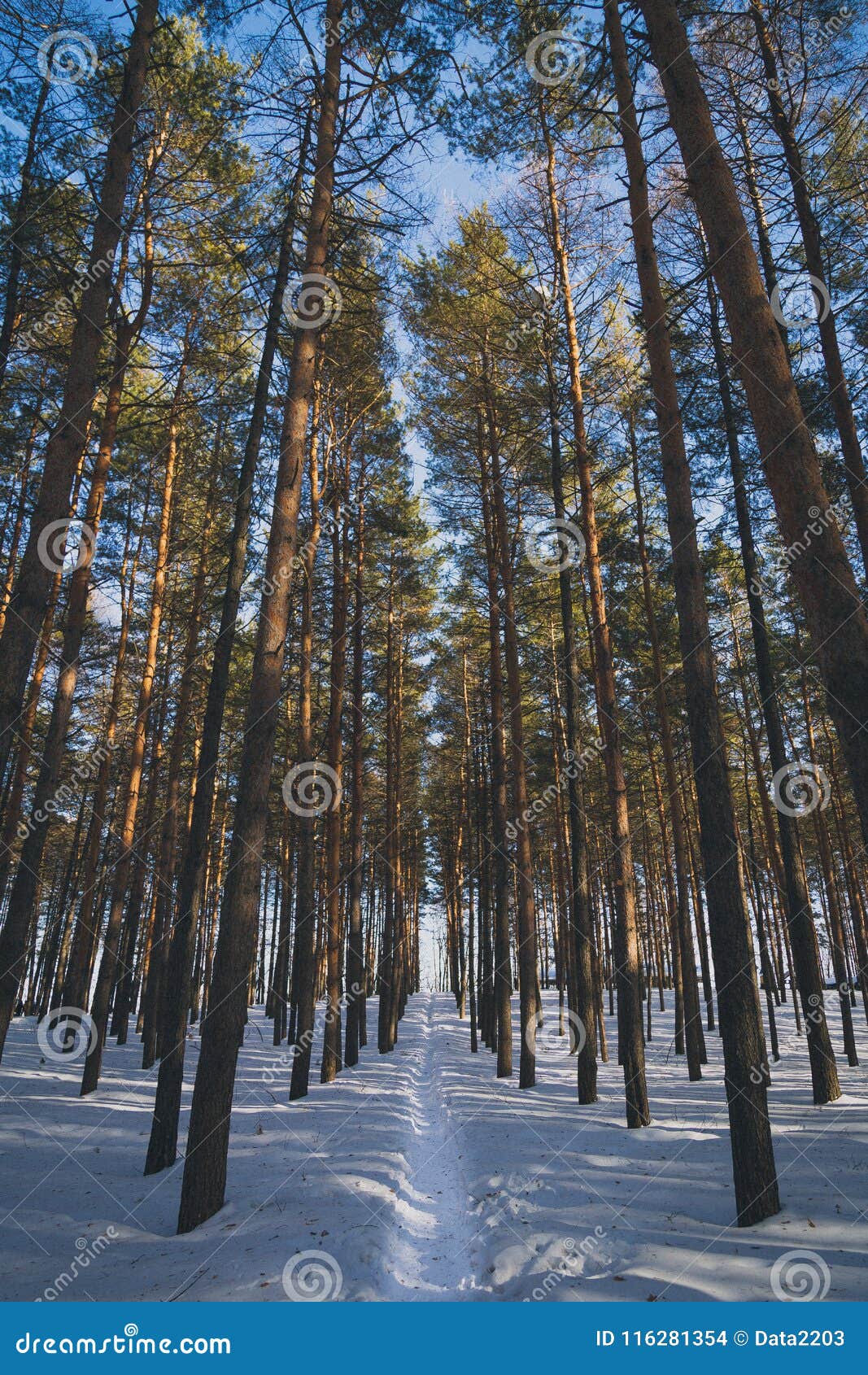 The path in winter forest stock photo. Image of cold - 116281354