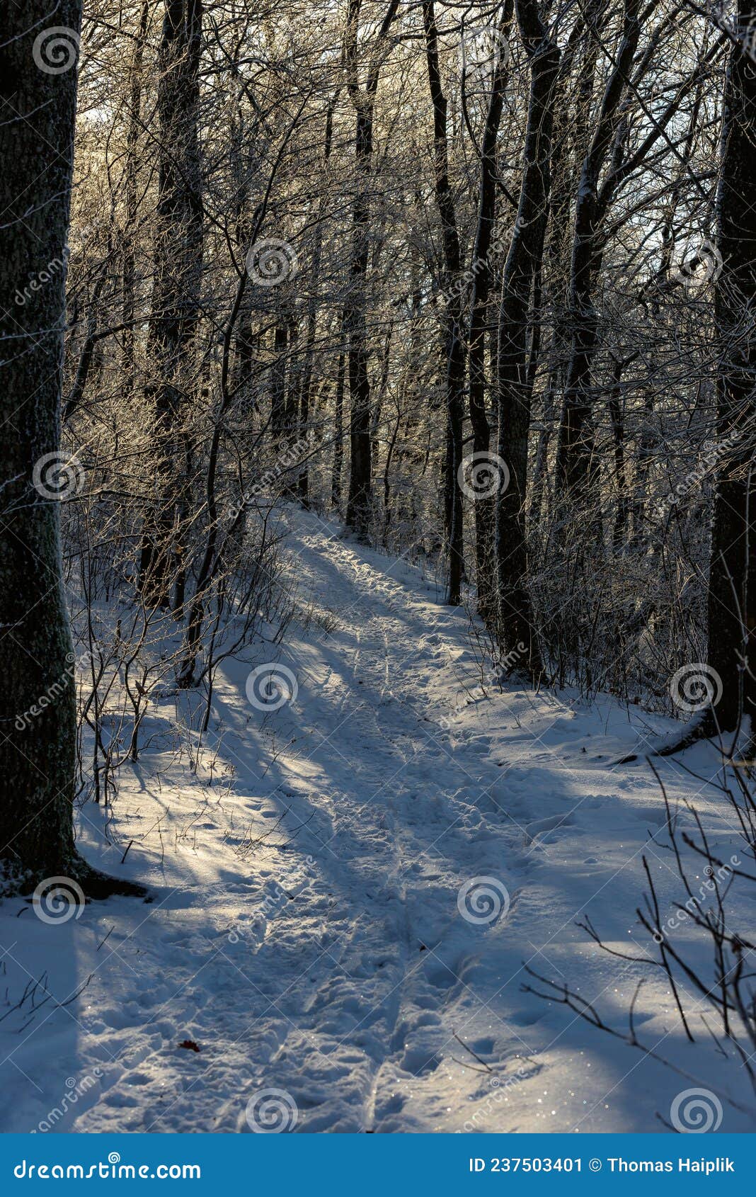 Path through the Winter Forest Stock Image - Image of nature, season ...