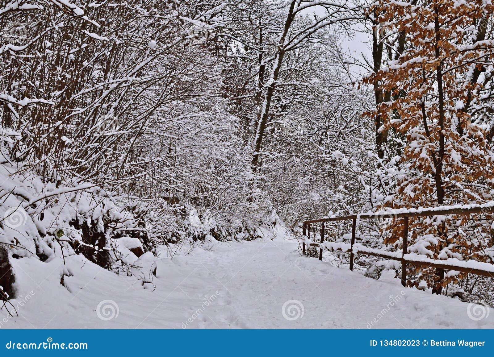 Path in a winter forest stock image. Image of weather - 134802023