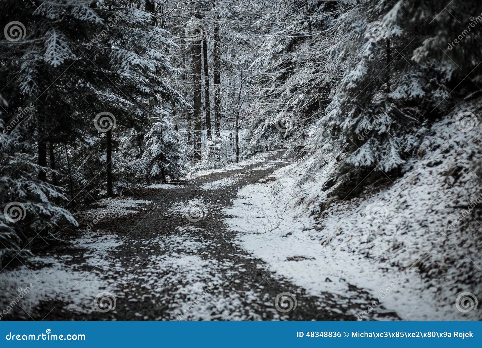 Path in winter forest stock photo. Image of rocky, foggy - 48348836