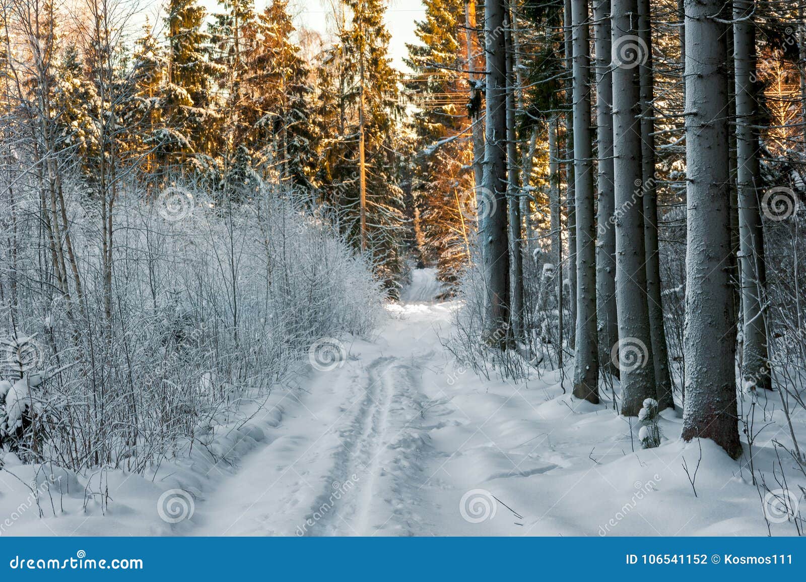 A Path in the Winter Forest and Snow-covered Branches of Trees a Stock ...