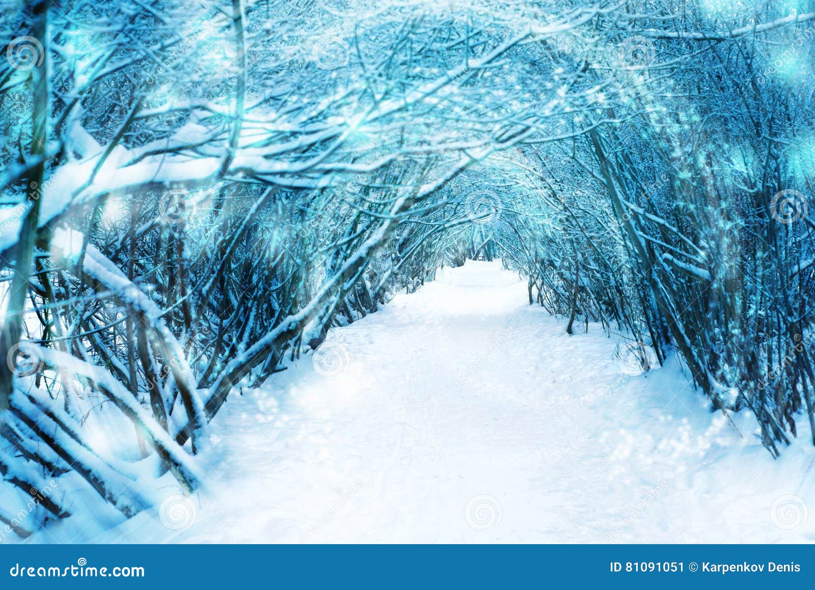 Path in the winter forest stock image. Image of snowflake - 81091051
