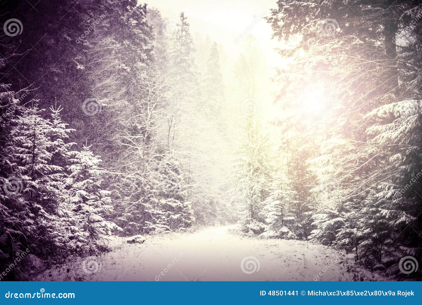 Path in winter forest. stock image. Image of drive, fresh - 48501441