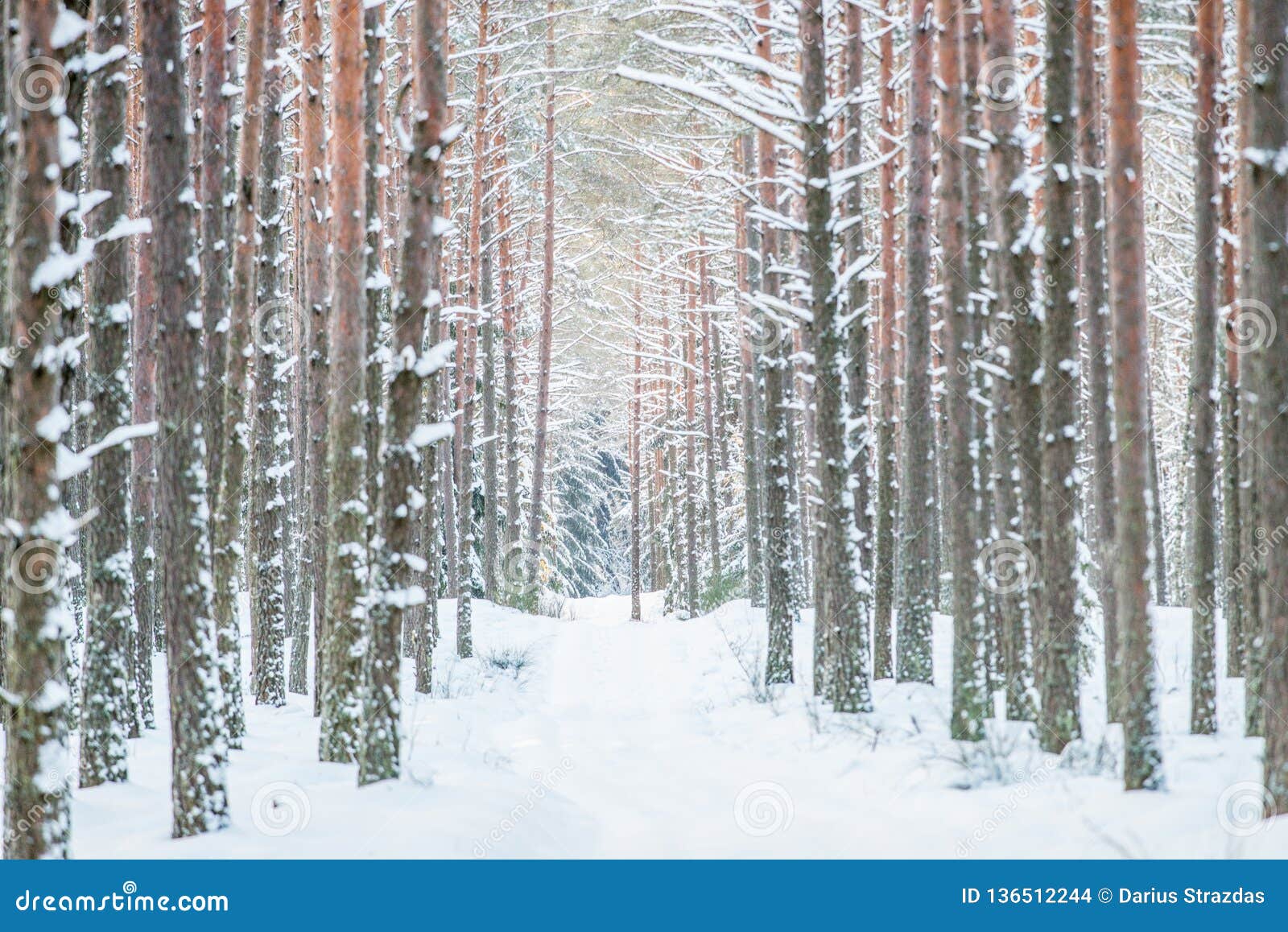 Path in Winter Forest, Tree Trunks Stock Photo - Image of trunks, tree ...