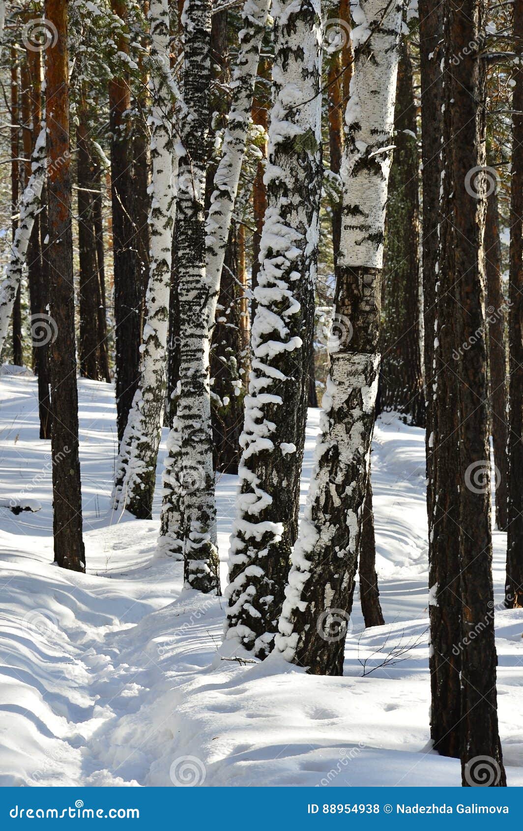 Path in Winter Forest. among the Trunks of Trees, and Plastered with ...
