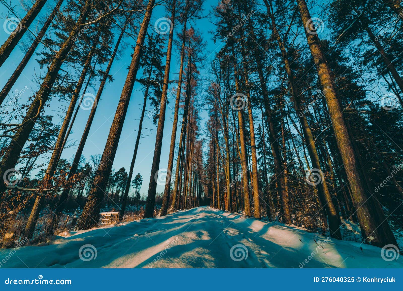 Path in Winter Forest, View from Low Ground Stock Image - Image of ...