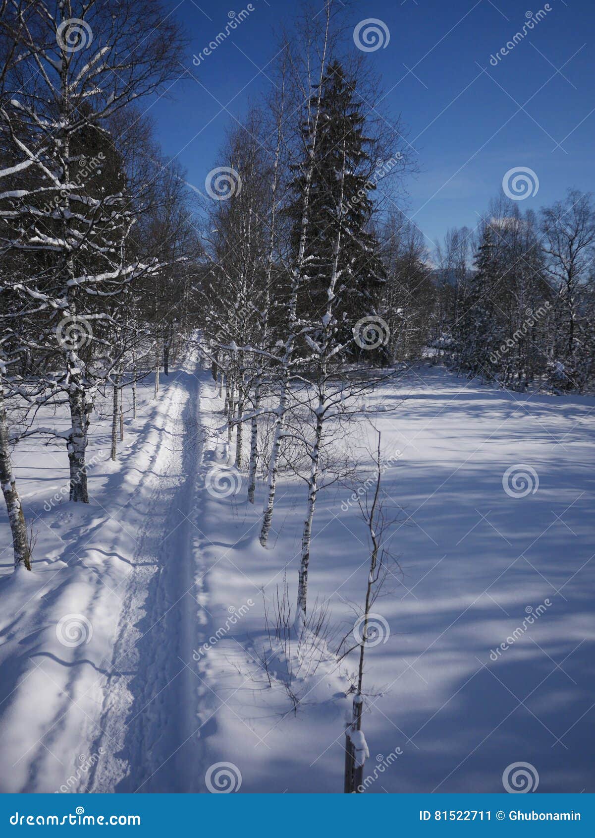 Path through Winter Landscape Stock Image - Image of frosty, park: 81522711