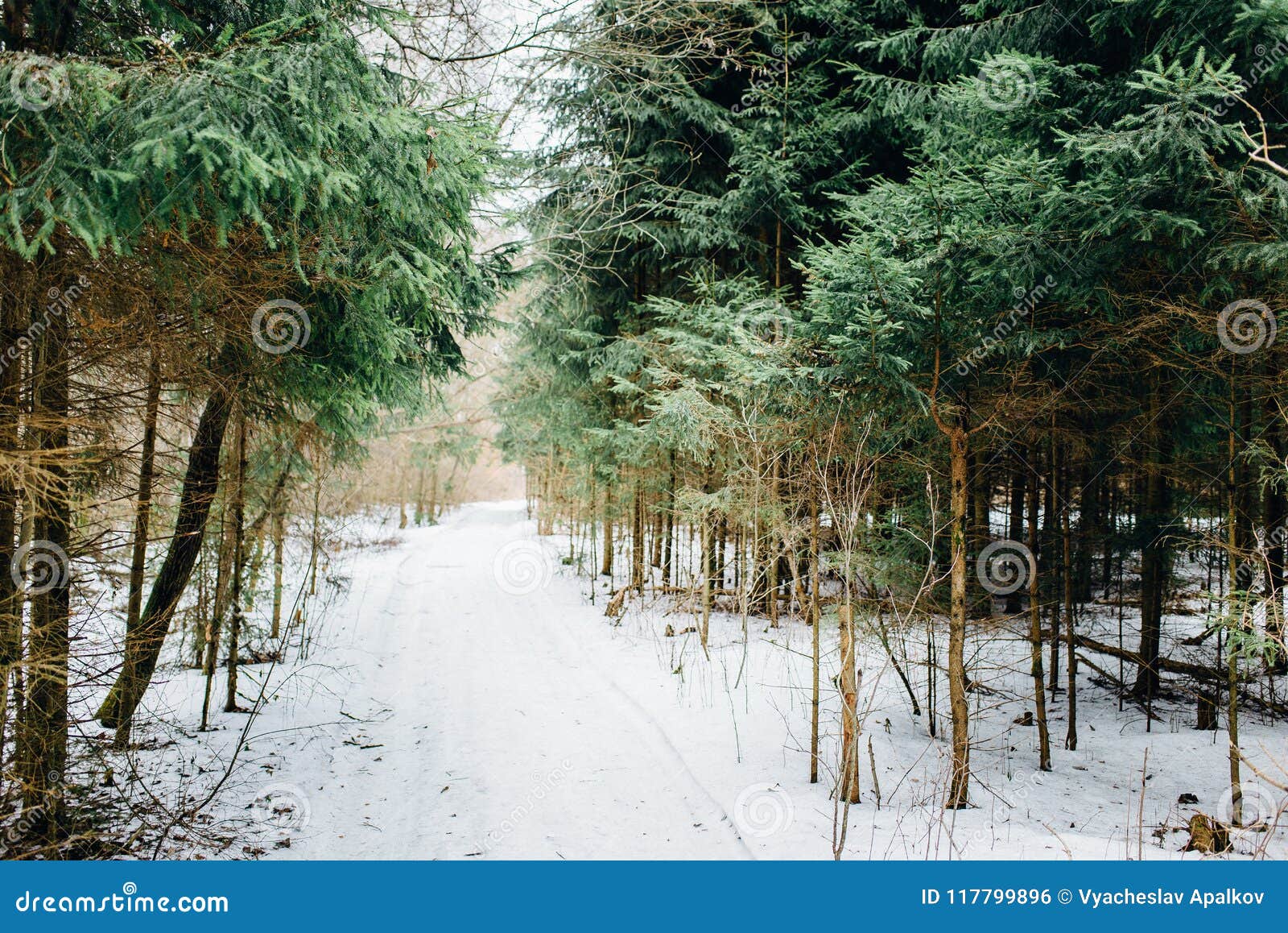 Path in Winter Pine Forest. Stock Photo - Image of cold, forest: 117799896