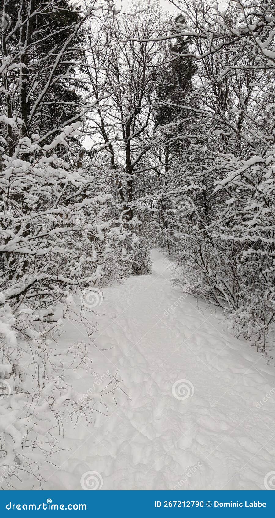 Path in Winter with Snow Covered Tree Stock Photo - Image of winter ...