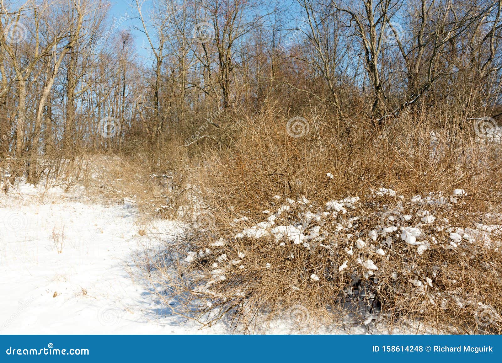 Path in the Winter Woods with Snow and Barren Branches Stock Photo ...